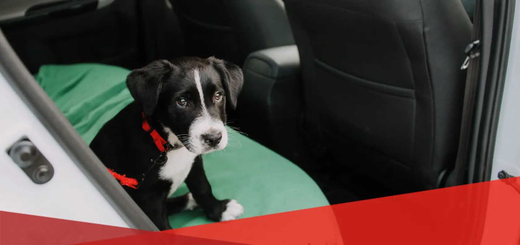 How to Dog-Proof Your Car - Richard R Green Insurance Agency, Inc.